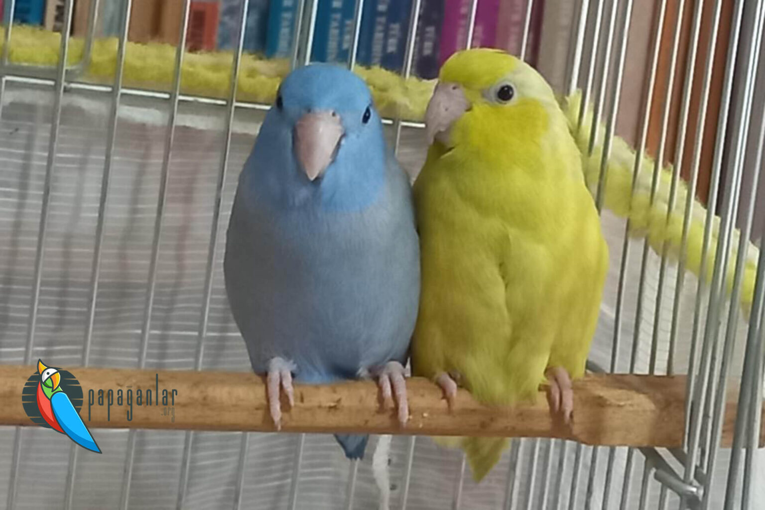 Forpus Papağanı Fiyatları 2024 - Forpus Papağan Fiyatları