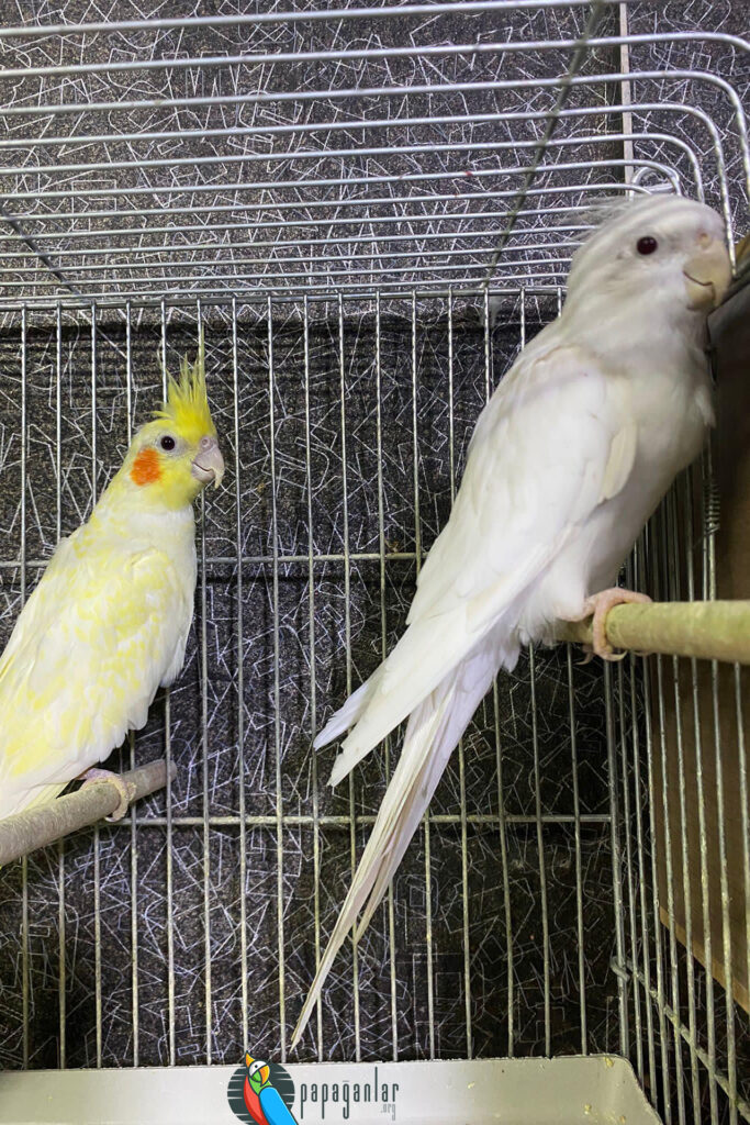 Sultan Papağanı Fiyatları 2024