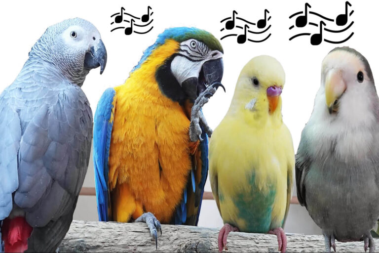 Sonidos de loro - Hembra y macho - Sonidos de loros parlantes